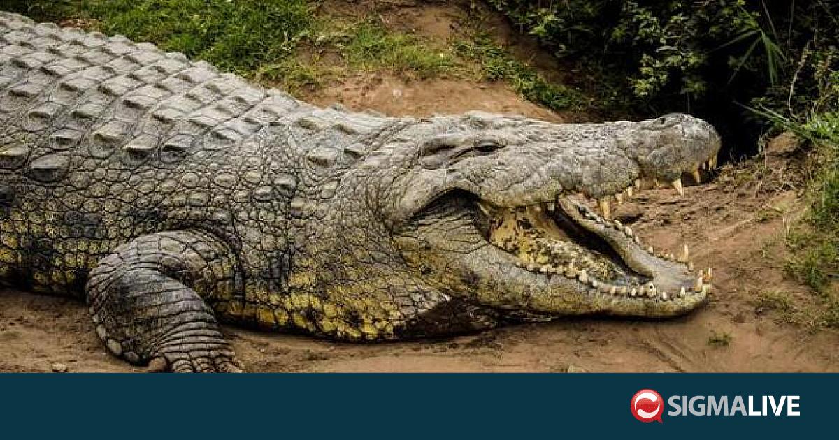 Ινδονησία: Κροκόδειλος κατασπάραξε 10χρονο που κολυμπούσε με φίλους του ...