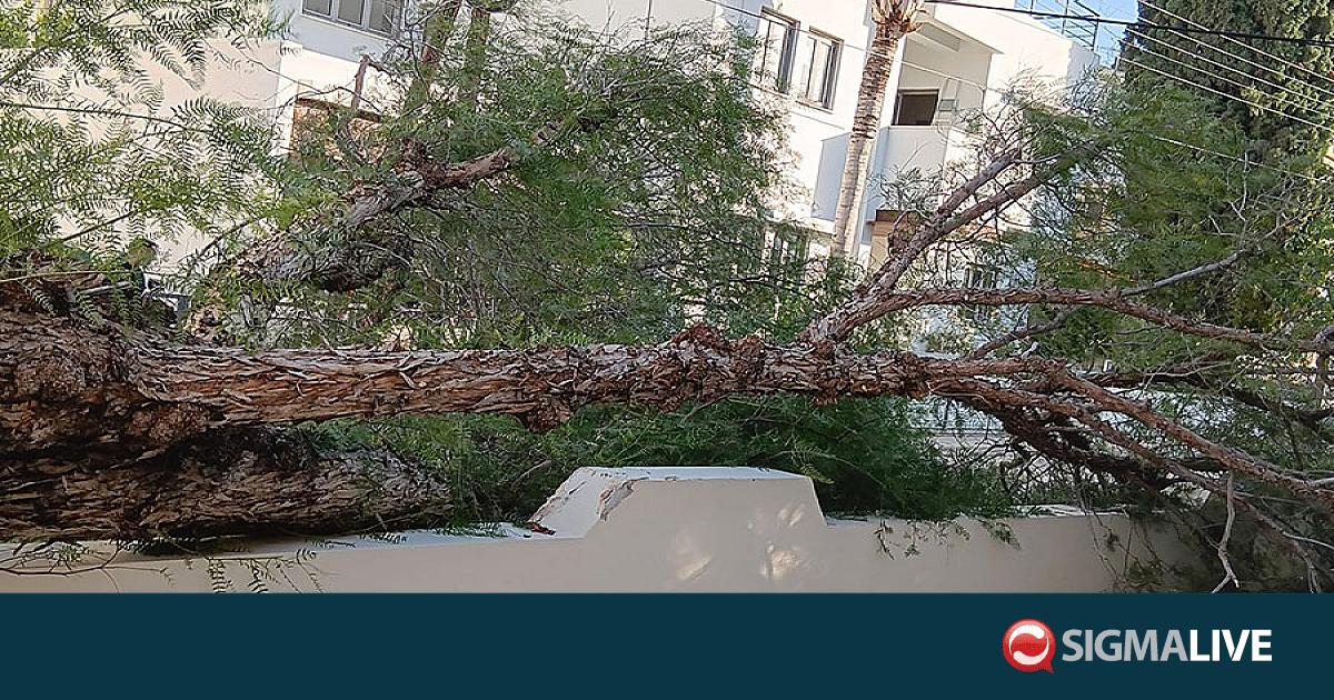 Έτρεχε χθες η Πυροσβεστική λόγω σφοδρών ανέμων-Πτώσεις δέντρων και ...