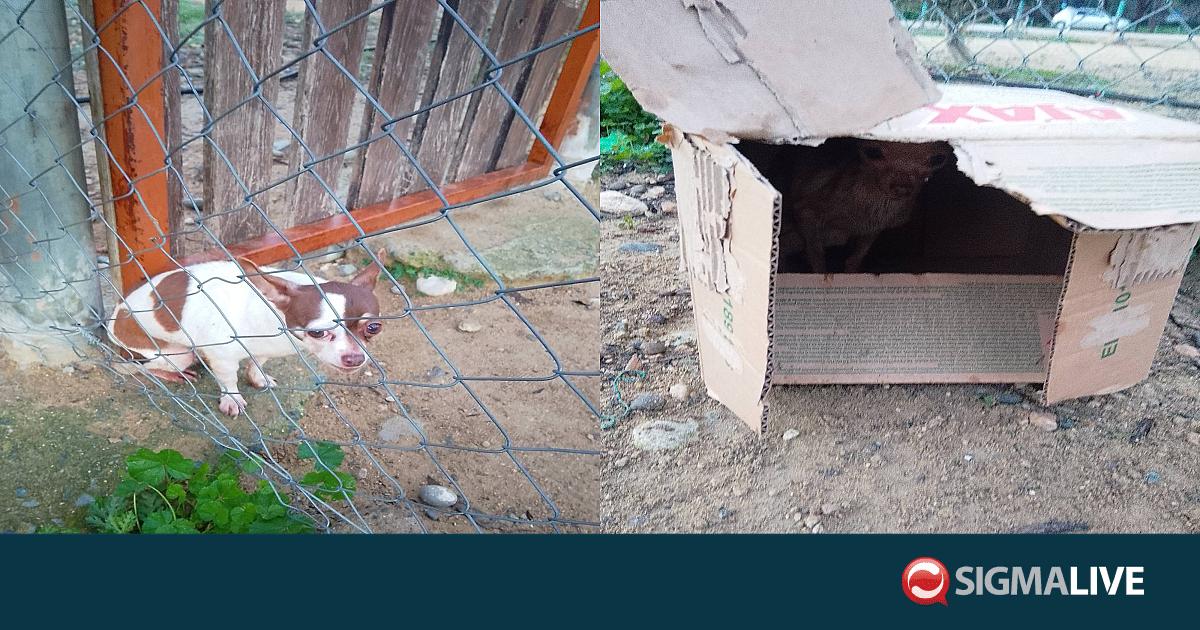 Παράτησαν σκυλάκια αβοήθητα σε περιφραγμένο χώρο στη Λευκωσία - Δείτε ...