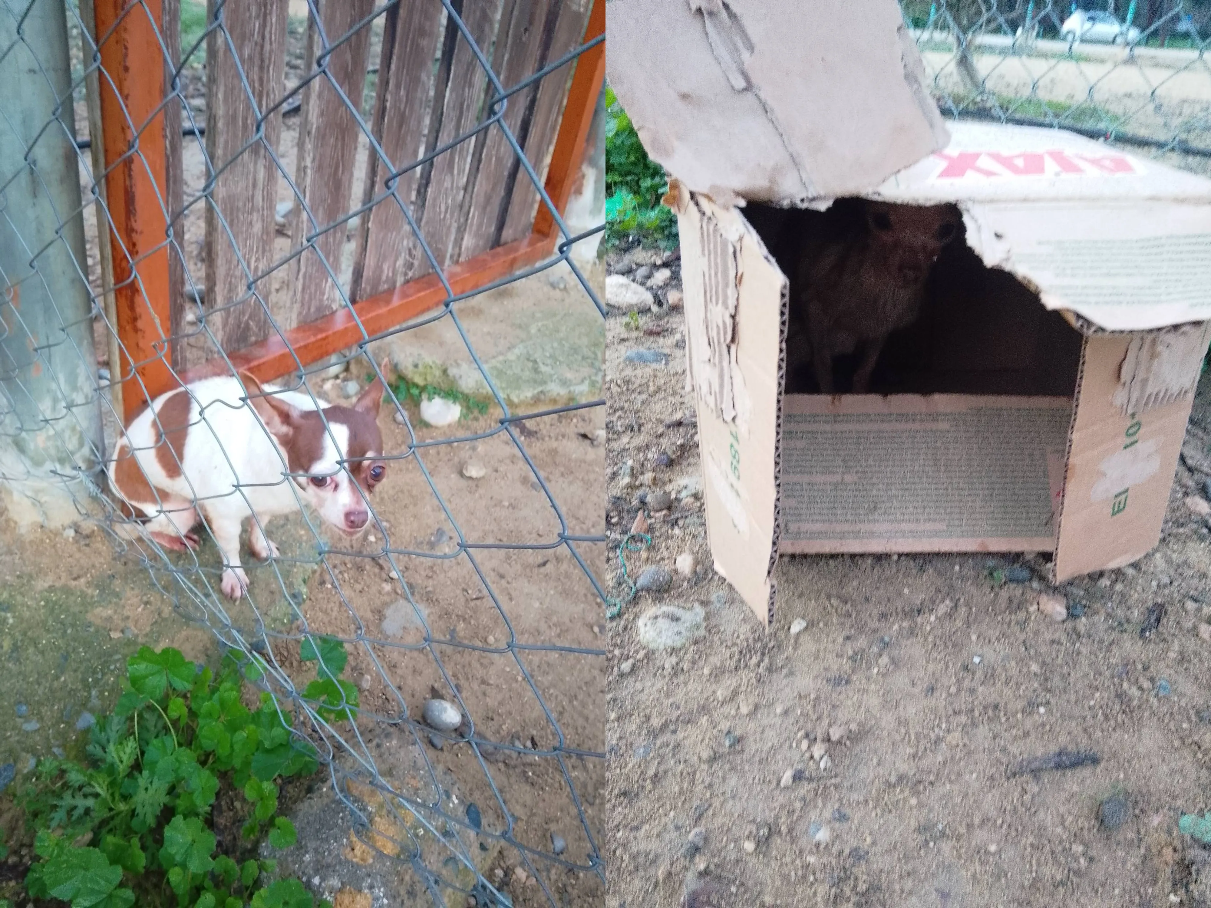 Παράτησαν σκυλάκια αβοήθητα σε περιφραγμένο χώρο στη Λευκωσία - Δείτε ...