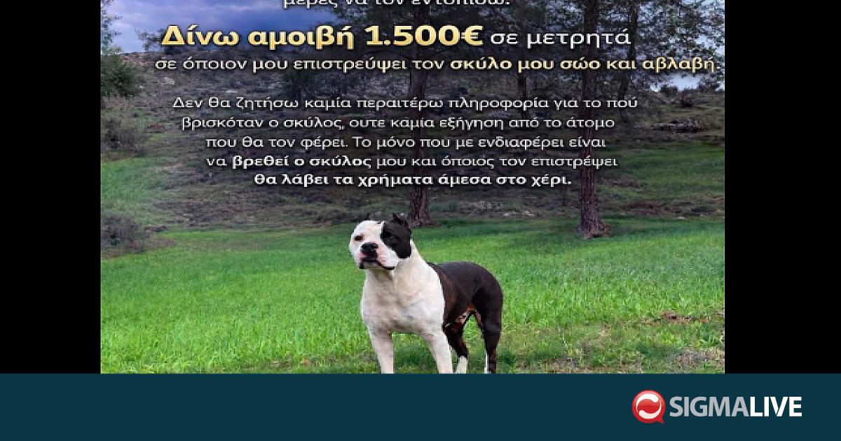 Χάθηκε σκύλος στον Λυθροδόντα – Αμοιβή 1.500 ευρώ για την επιστροφή του ...