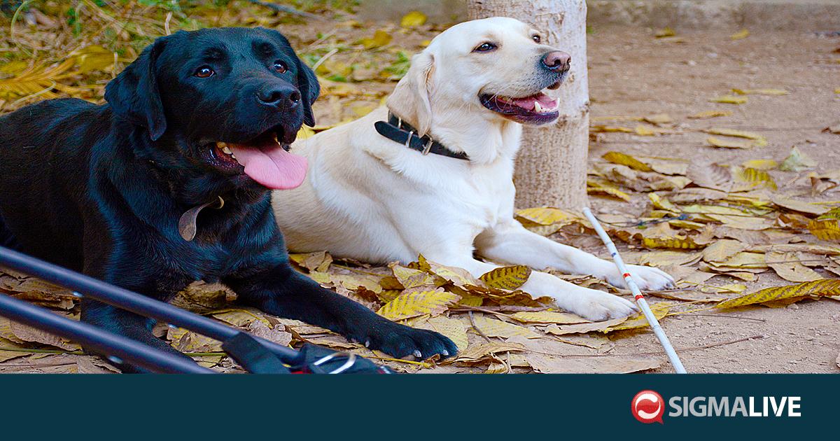 Κατοχυρώνεται από τη Βουλη ο σκύλος βοήθος για άτομα με οπτική αναπηρία ...