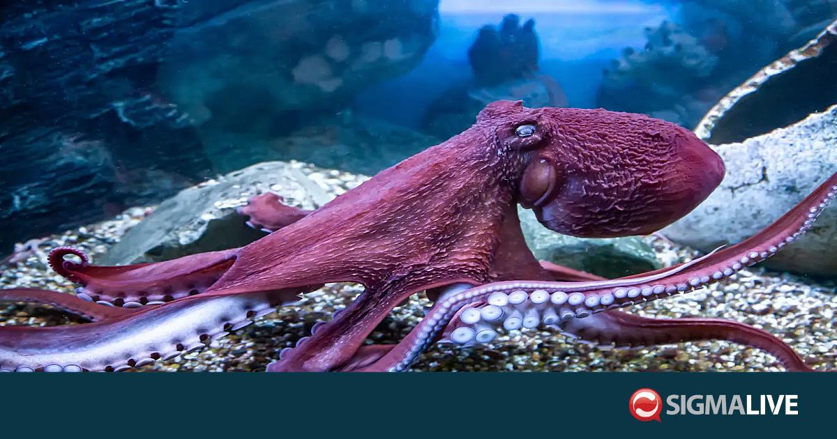 Τα μυστικά που κρύβουν τα χταπόδια: Έχουν 9 εγκεφάλους και κοινά με ...