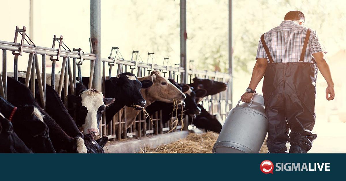 «Έφυγε» 73χρονος κτηνοτρόφος -Μαρτυρίες για έντονο άγχος λόγω αφθώδους ...