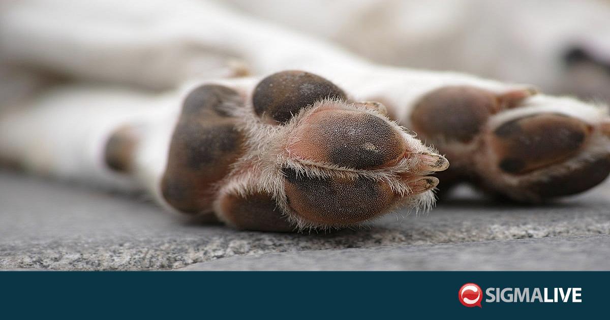 Λευκωσία: Τραγική κατάληξη για 3 σκυλάκια - Βρέθηκαν νεκρά σε φράκτη ...