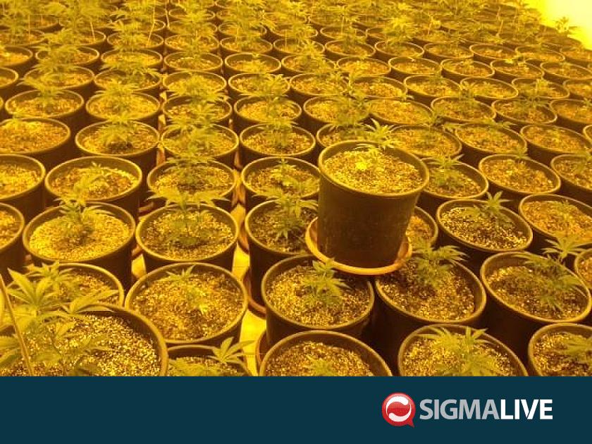 Έπαυλη καλλιέργειας φυτών κανναβης στην Πάφο - ΦΩΤΟΣ - Sigmalive