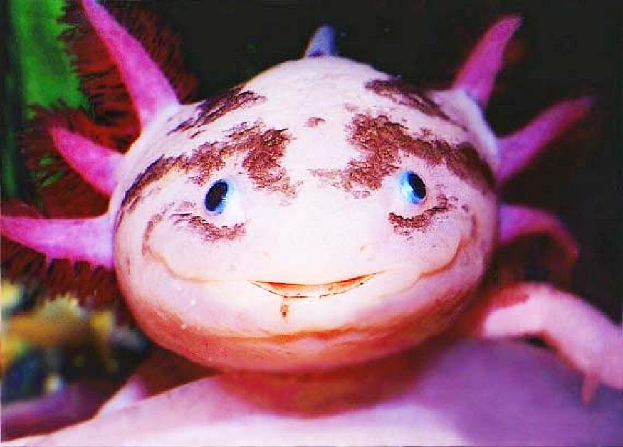 Axolotls: Ένα “χαμογελαστό” ψάρι με… χέρια! (PHOTOS) - Sigmalive