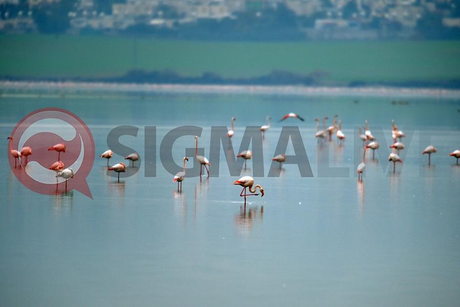 Μαγευτικές εικόνες απο τα φλαμίνγκο στην Αλυκή Λάρνακας - Sigmalive