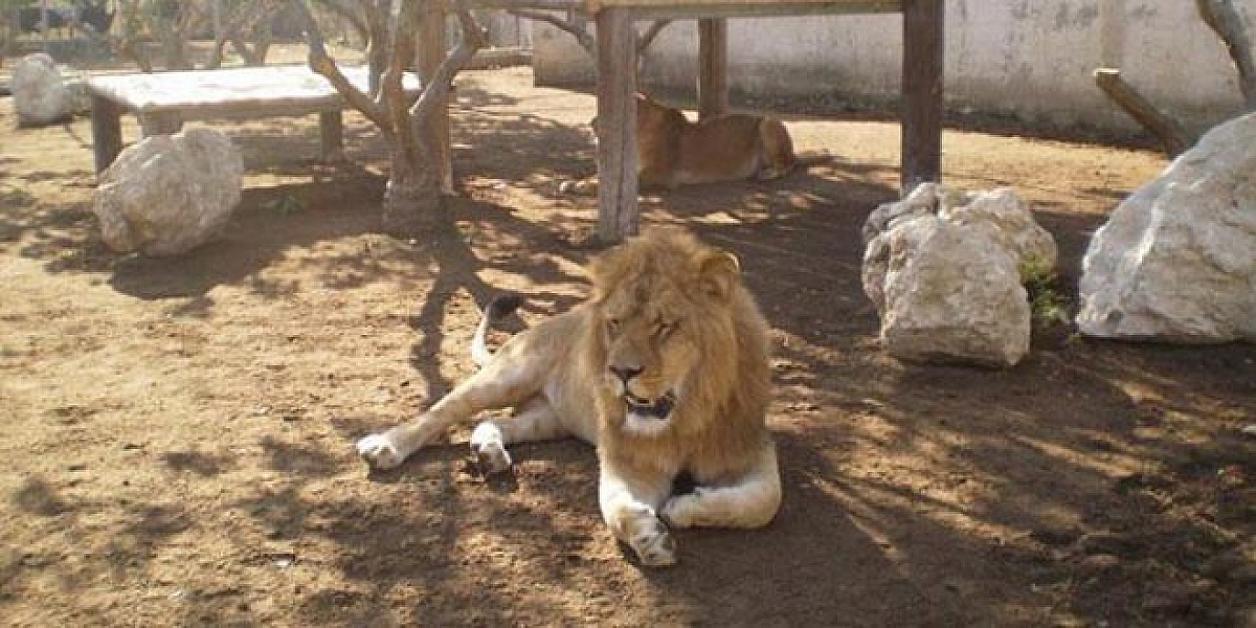 Υπ. Γεωργίας για Melios Zoo:Παραβίαζε συνεχώς την άδεια του - Sigmalive
