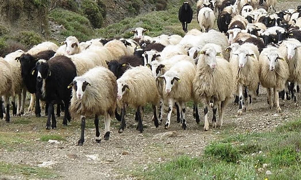 Εξελίξεις σε υπόθεση κτηνοβασίας που συγκλόνισε το παγκύπριο - Sigmalive