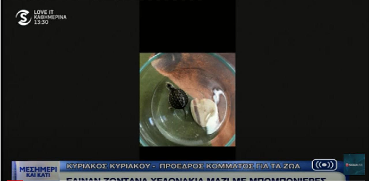 Δώρο χελωνάκια με μπομπονιέρες-«Τι συμπεριφορά είναι αυτή προς τα ζώα ...