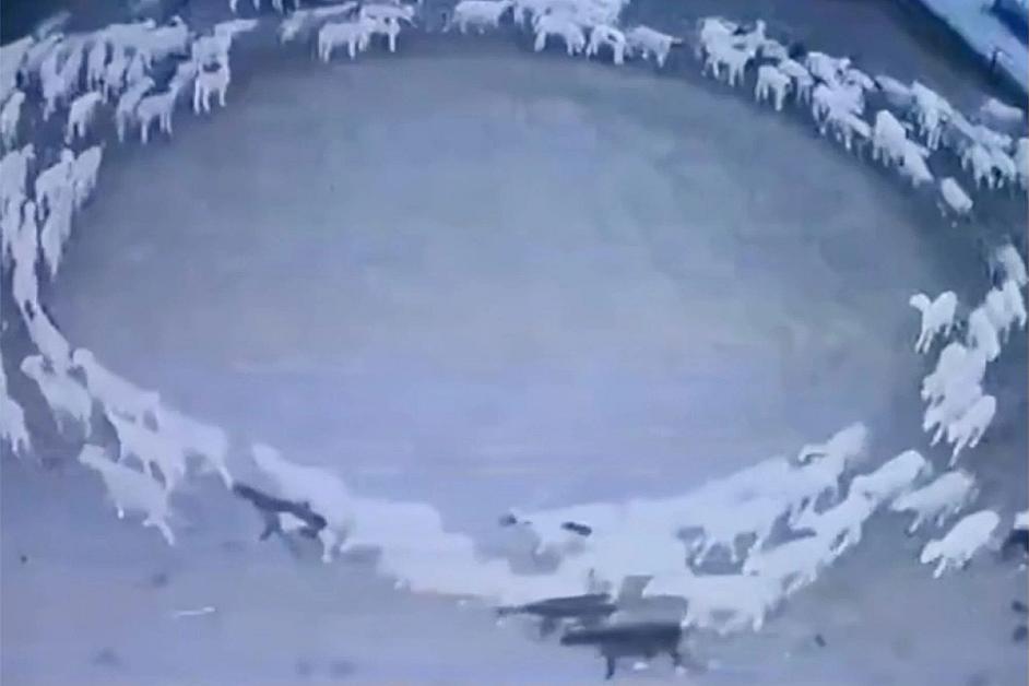 Λύθηκε το μυστήριο με τα πρόβατα που έκαναν κύκλους για μέρες (vid) - Sigmalive