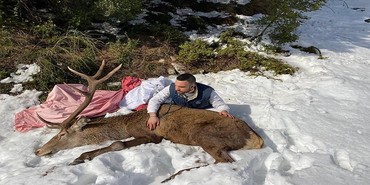 Ελλάδα: Τραυματισμένο ελάφι βρήκε καταφύγιο σε αυλή σπιτιού (ΦΩΤΟ ...