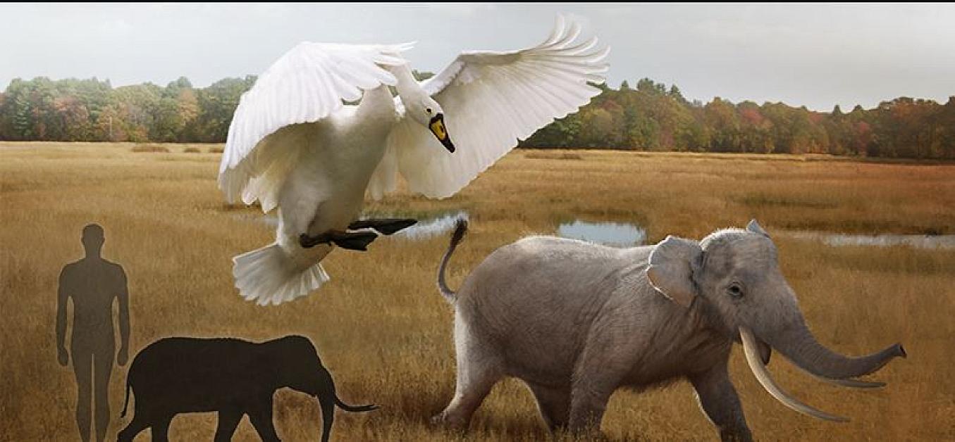 Nάνοι ελέφαντες Κύπρο - Νέα μελέτη έλυσε το μυστήριο «φαινόμενο του ...