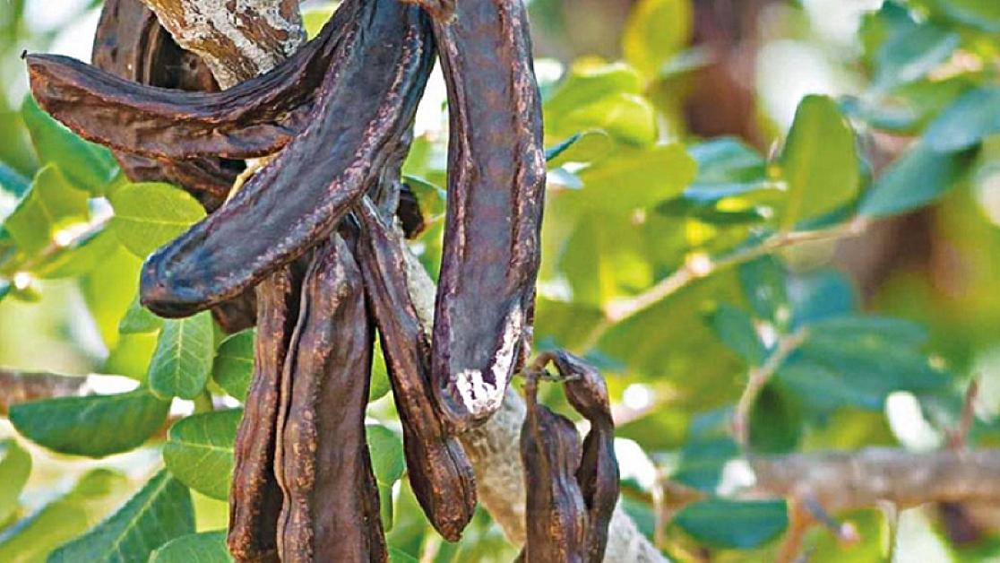 Έξαρση στις κλοπές χαρουπιών από χωράφια - Νομοθετεί την εμπορία τους η Βουλή - Sigmalive