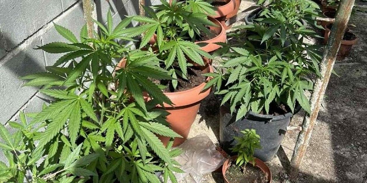 Έστειλαν σε 42χρονο δέμα με ναρκωτικά–Βρήκαν στην οικία του τρία φυτά ...