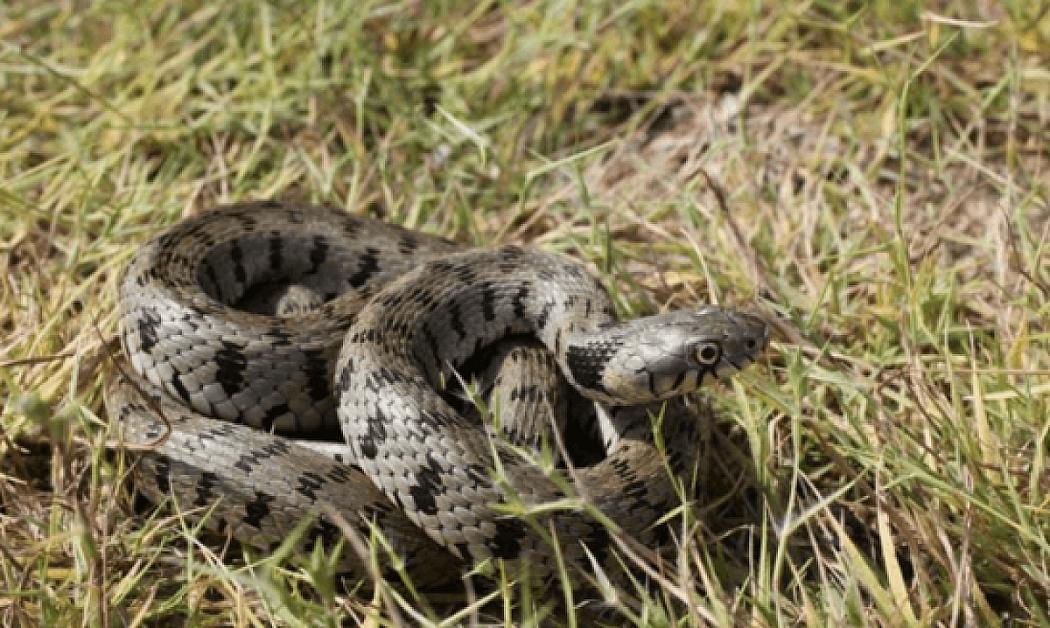 Τα είδη φιδιών στην Κύπρο-Πώς προστατευόμαστε και τι κάνουμε αν μας δαγκώσει - Sigmalive