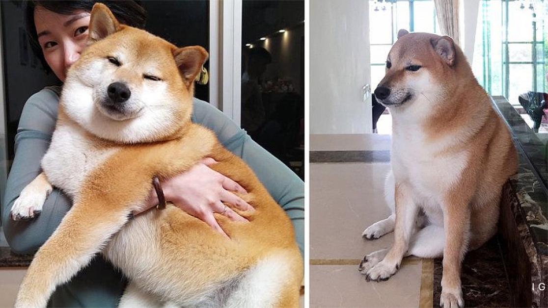 Πέθανε ο Cheems, ο viral σκύλος που έγινε meme (vids) - Sigmalive