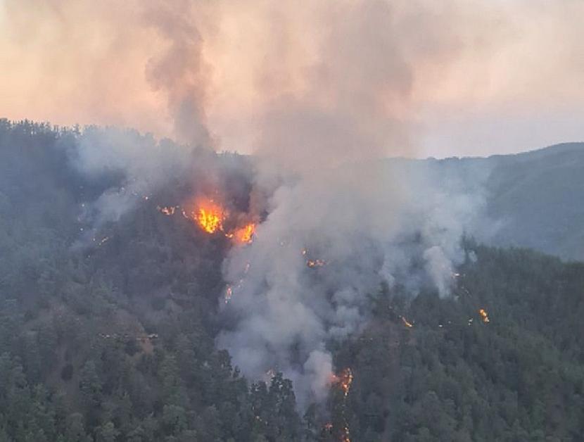 Υπουργός Γεωργίας: Άμεσες λύσεις για τα γυμνά καλώδια στο δάσος της Πάφου - Sigmalive