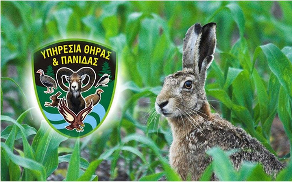 Πρώτη Κυριακή για πέρδικα και λαγό - Όλα όσα πρέπει να ξέρετε - Sigmalive