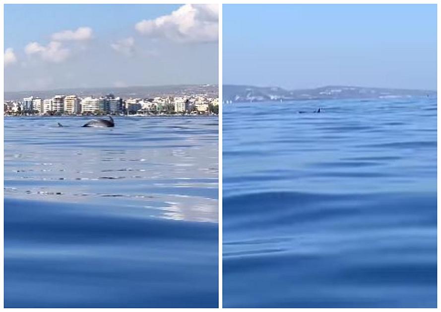 ΒΙΝΤΕΟ: Δελφίνια κόβουν βόλτες στ' ανοιχτά της Λεμεσού - Sigmalive