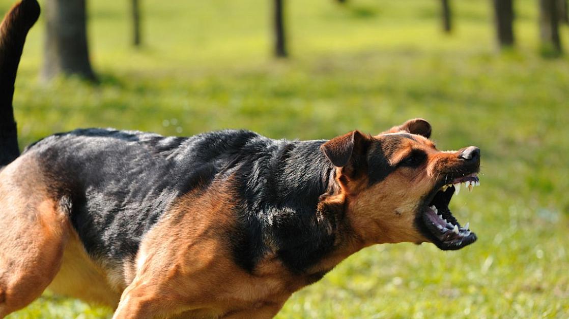 Σκύλοι επιτέθηκαν σε γυναίκα στην Πάφο-Άντρας τους απώθησε και έφυγε ...
