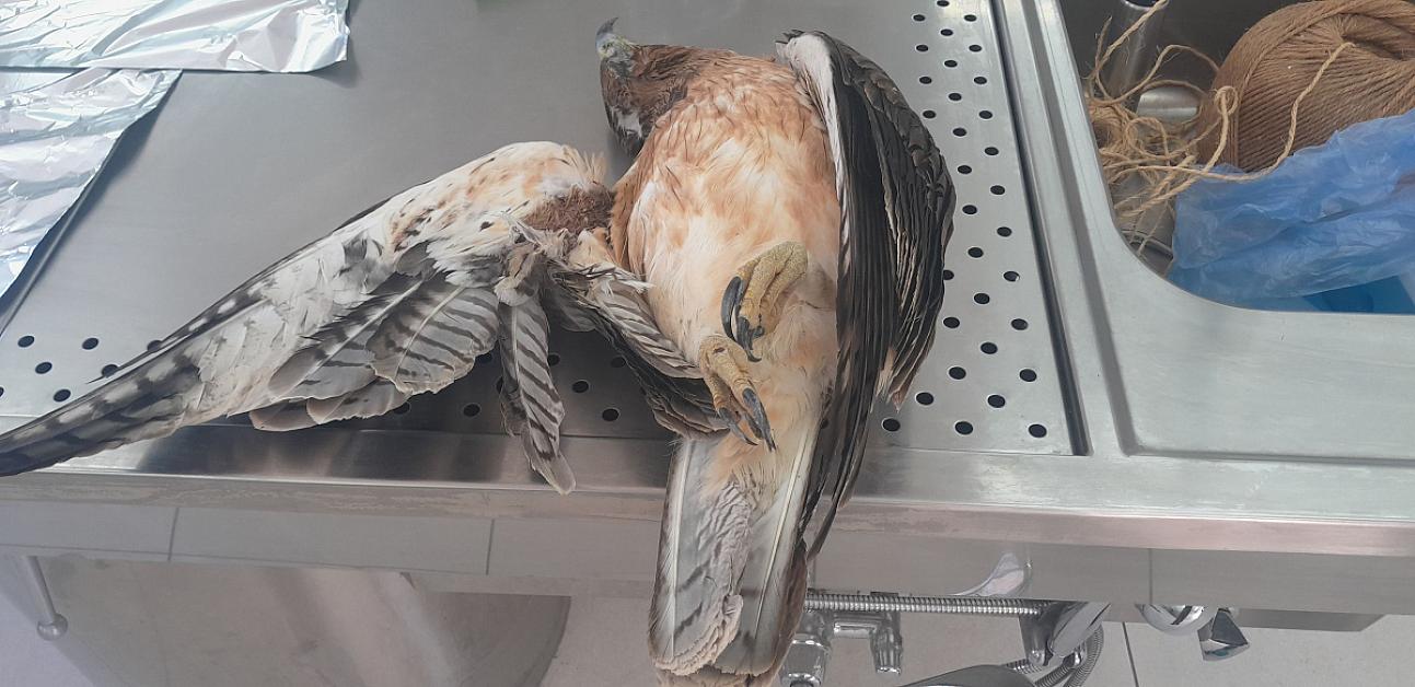 Σπιζαετός υπέστη ηλεκτροπληξία - «Επιβάλλεται να γίνουν ενέργειες» (ΦΩΤΟ) - Sigmalive