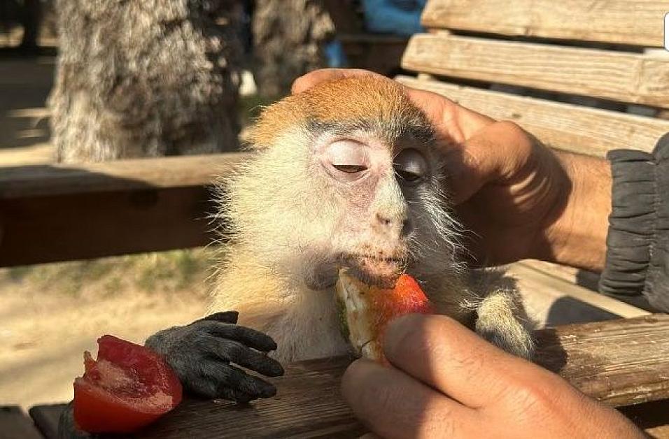 Θερίζει η πείνα τη Γάζα- Θύμα του πολέμου και τα ζώα στον ζωολογικό ...