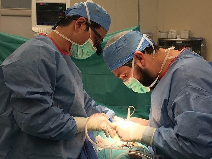 ΗΠΑ: Πρώτη φορά μεταμοσχεύθηκε νεφρό γενετικά τροποποιημένου χοίρου σε ...