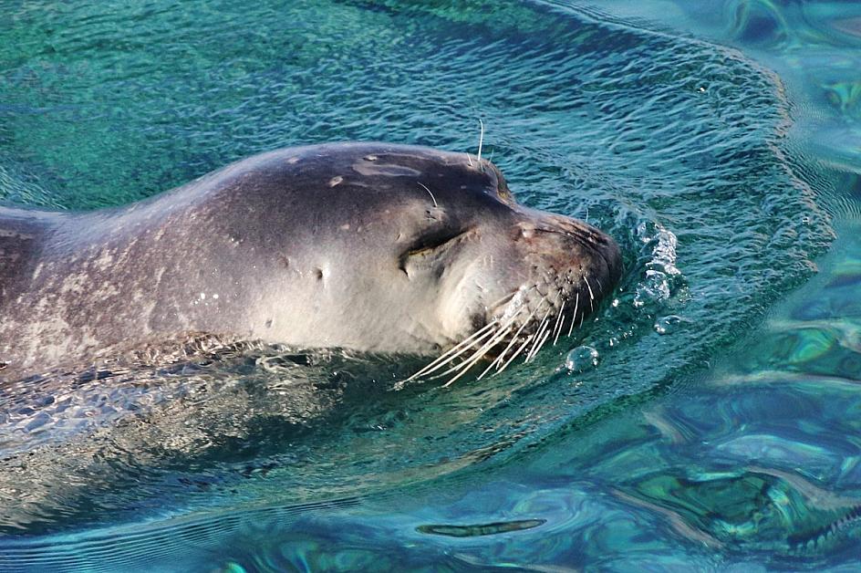 ΒΙΝΤΕΟ: Φώκιες κάνουν βουτιές στο λιμανάκι της Αγίας Νάπας - Sigmalive
