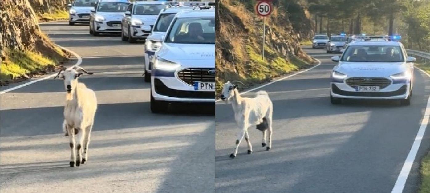 «Πασαρέλα» κατσίκας ανέκοψε αστυνομικά οχήματα στον Μαχαιρά (vid) - Sigmalive