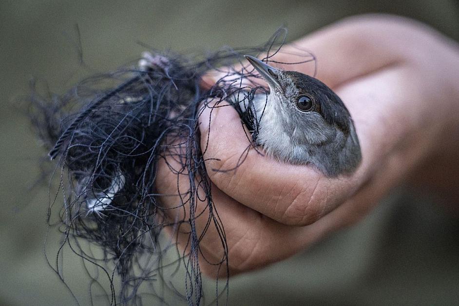 Περισσότεροι πόροι για πάταξη παγίδευσης πτηνών εντός των Βρετανικών Βάσεων - Sigmalive