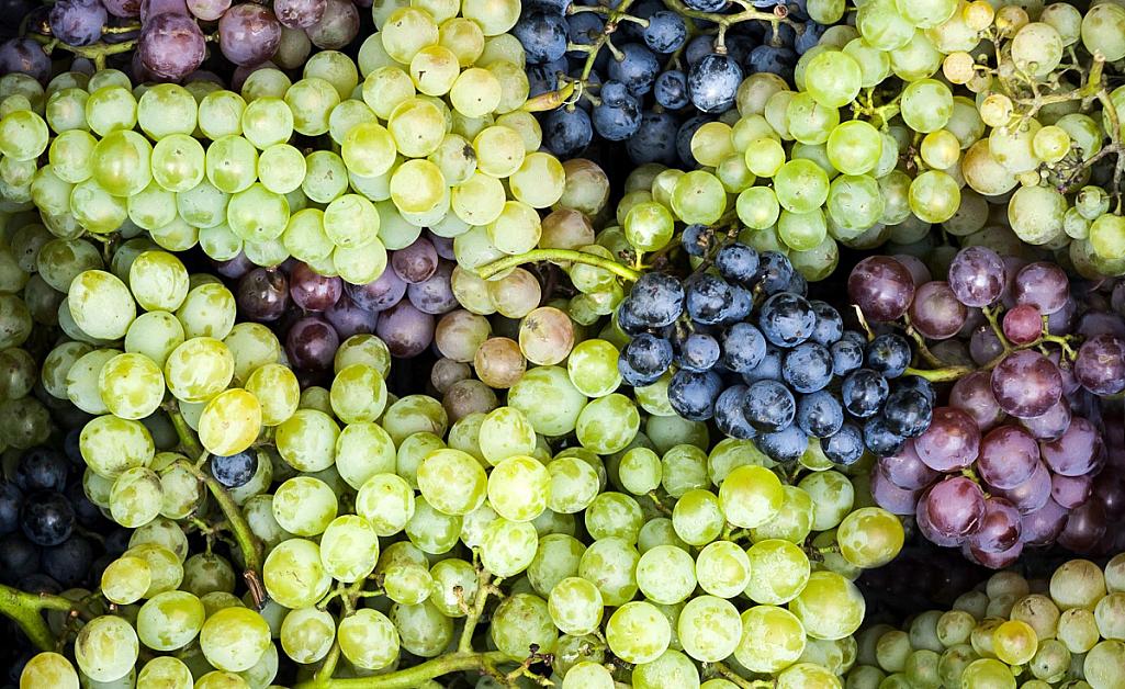 Αγορά οίνου: Το 55% καλύπτεται από κυπριακές ποικιλίες και το 45% από ξένες - Sigmalive