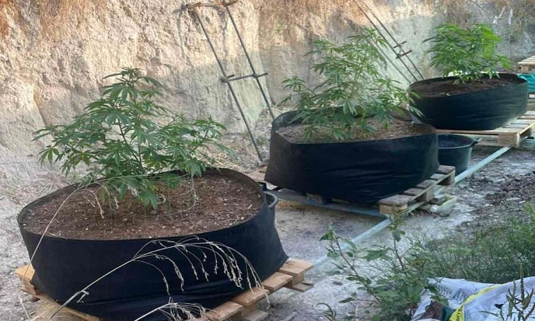Υπό πενθήμερη κράτηση 58χρονος για τον εντοπισμό φυτών κάνναβης στην ...