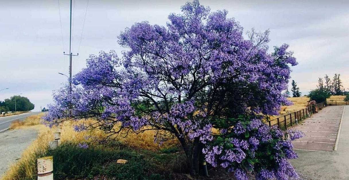 Άνθισαν οι «μωβ νυμφές» που στολίζουν τους δρόμους της Κύπρου (ΦΩΤΟ) - Sigmalive