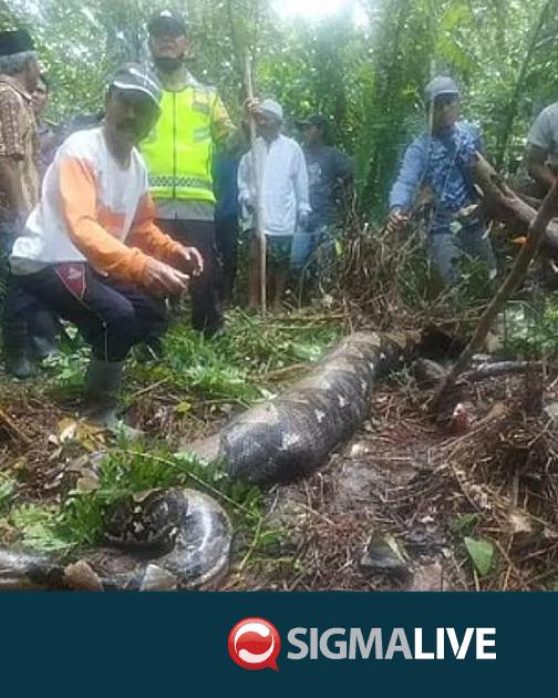 Ινδονησία: Γυναίκα που αγνοείτο βρέθηκε στην κοιλιά πύθωνα (ΦΩΤΟ) - Sigmalive