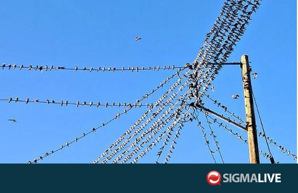 Μέσαρα Πάφος: Γιατί χιλιάδες χελιδόνια μαζεύονται σε καλώδια ηλεκτρικής (VID) - Sigmalive