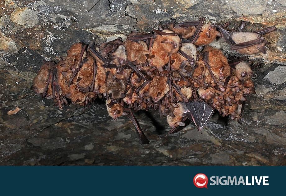 Εικόνες μέσα από το μεταλλείο Μαυρίδια- Φιλοξενεί επτά είδη νυχτερίδων ...