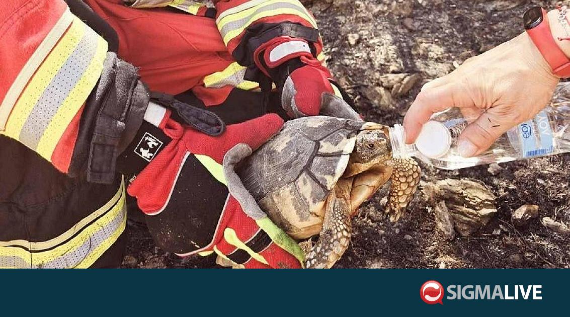 Viral η φωτογραφία εθελοντών του Support Cy που δίνουν νερό σε χελώνα ...