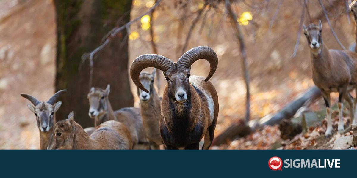 Θα παγίδευε αγρινά με συρματοθηλιά: «Χρυσάφι» η μαύρη αγορά-€100 το κιλό - Sigmalive