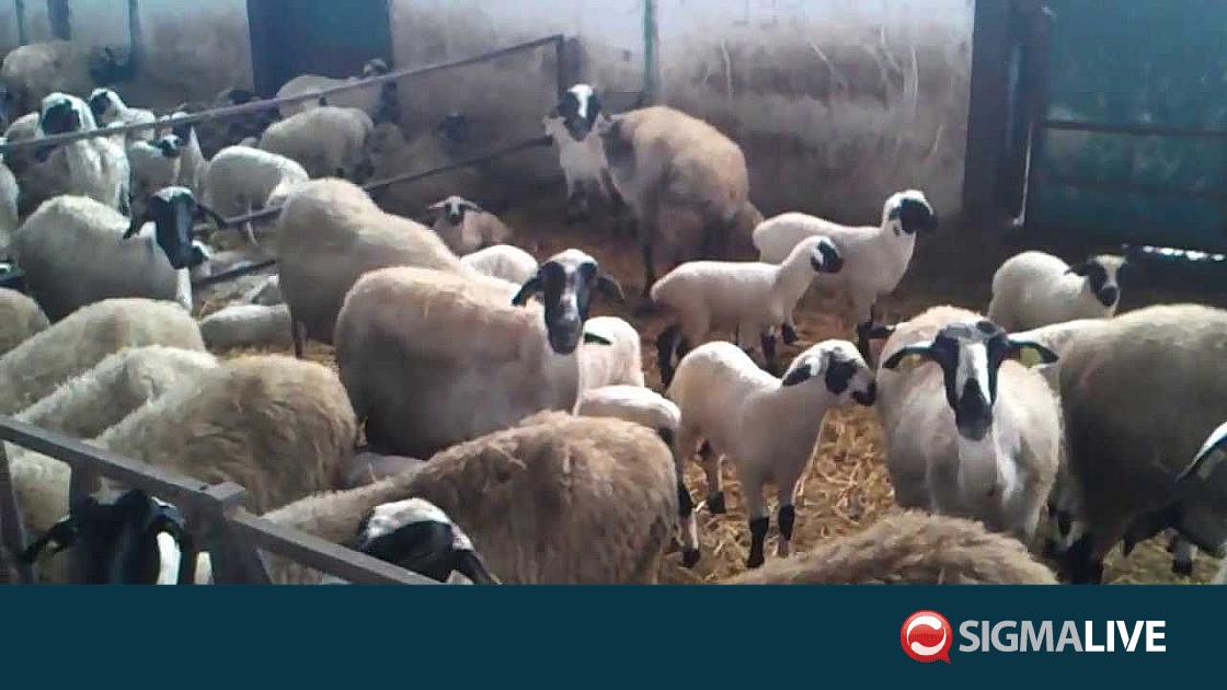 Λευκωσία: Εντόπισαν σε υποστατικό 15 σφαγμένα αιγοπρόβατα χωρίς σήμανση ...